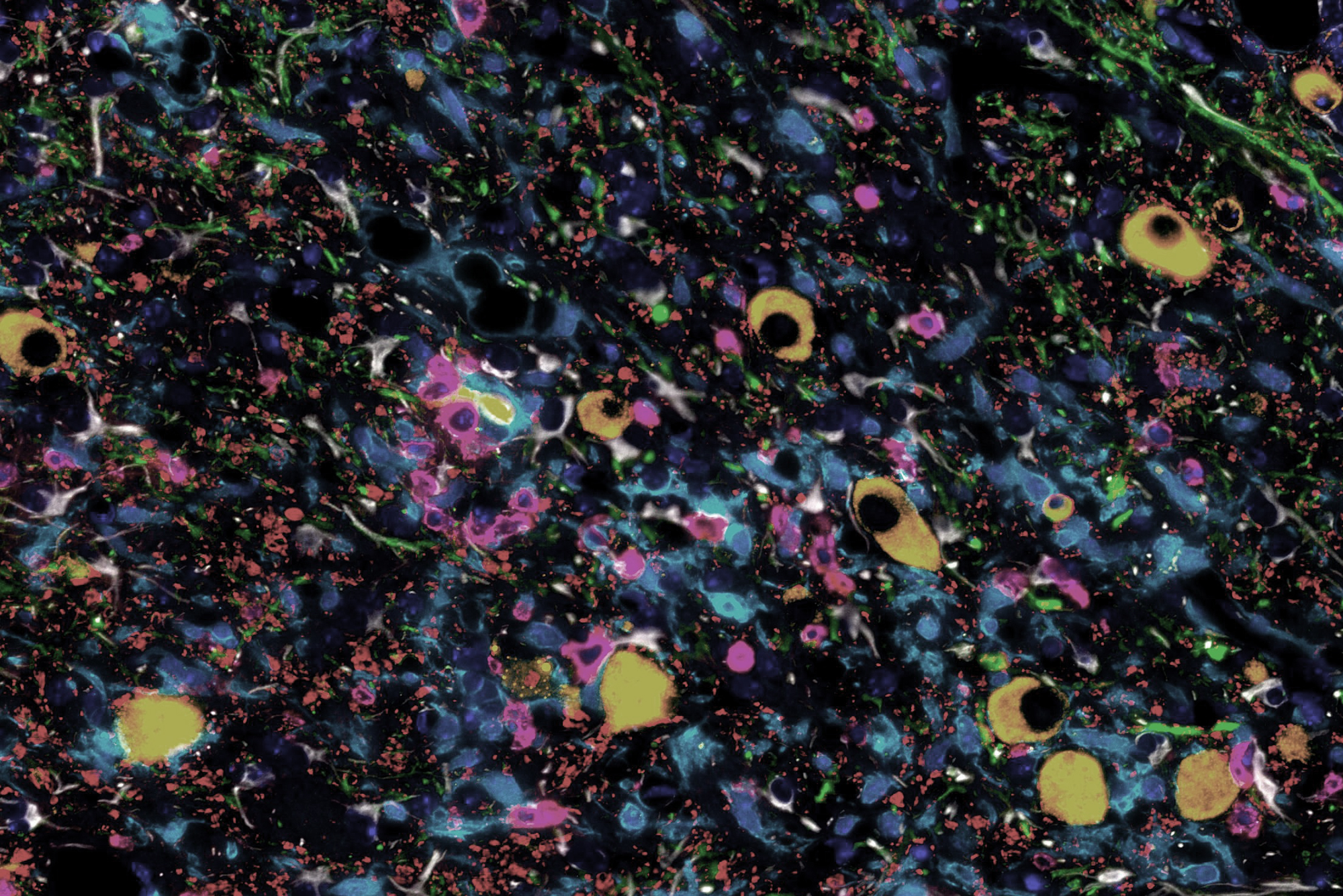 Expérimentation animale et 3R (3/4): le monde complexe des cellules ...